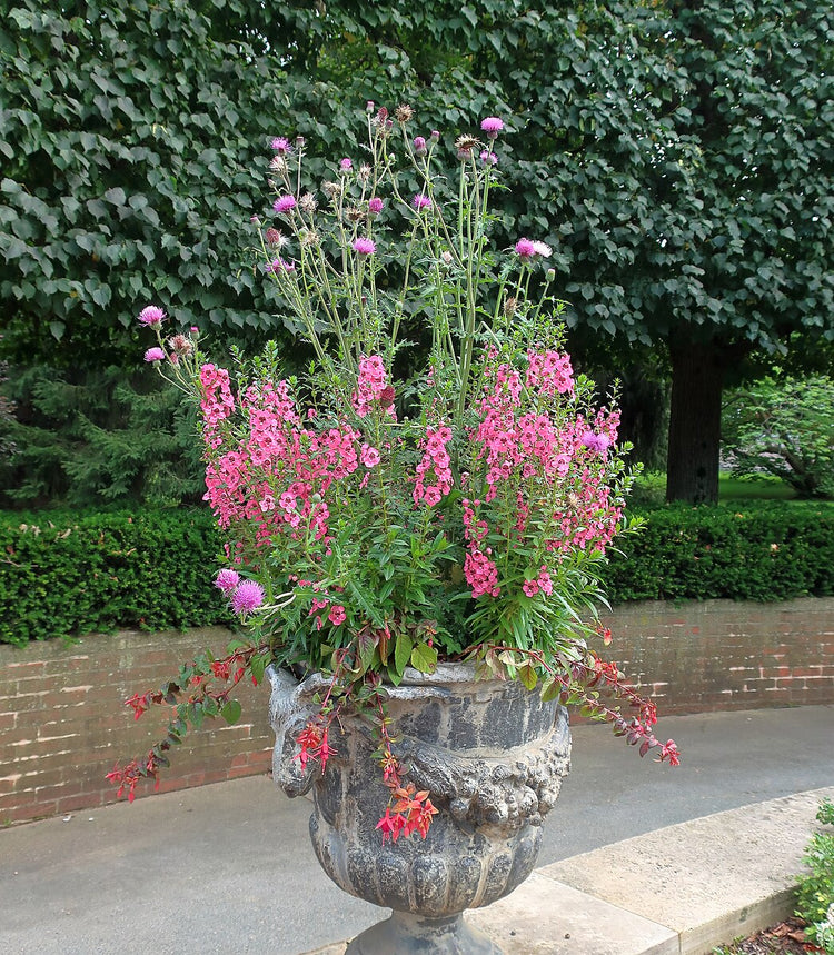 Cirsium japonicum 'Rose Beauty' | Japanese thistle – The Old Dairy ...