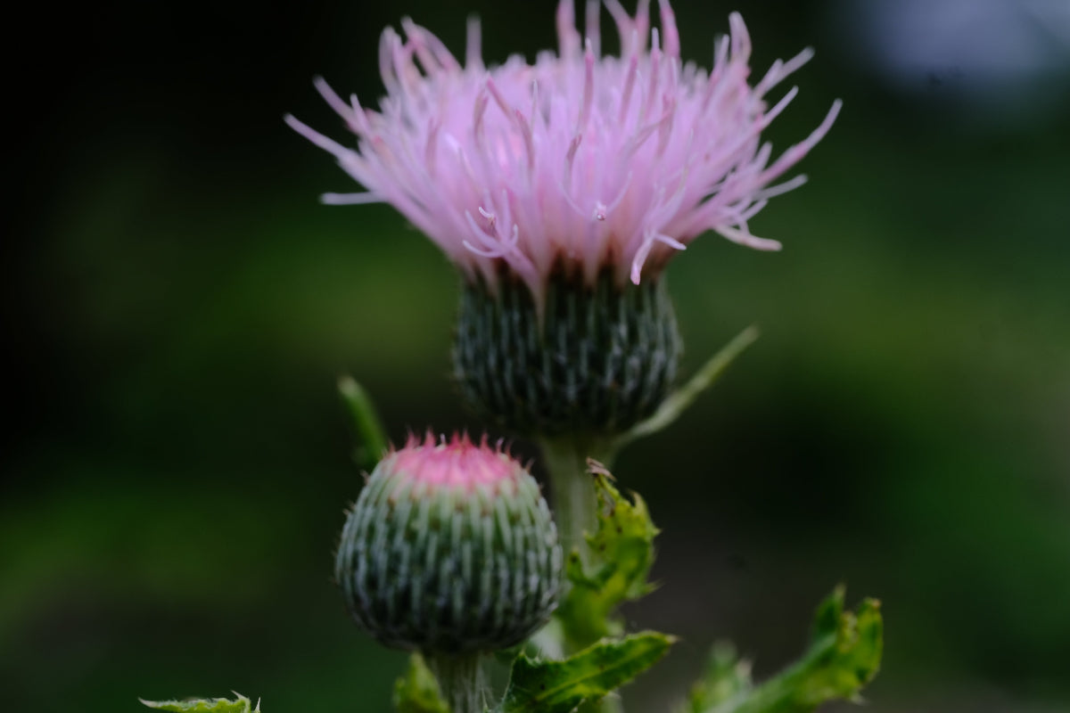 Cirsium japonicum 'Rose Beauty' | Japanese thistle – The Old Dairy ...