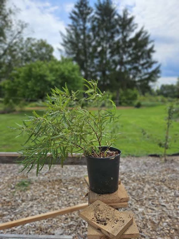 Comptonia peregringa | sweet fern – The Old Dairy Nursery & Gardens