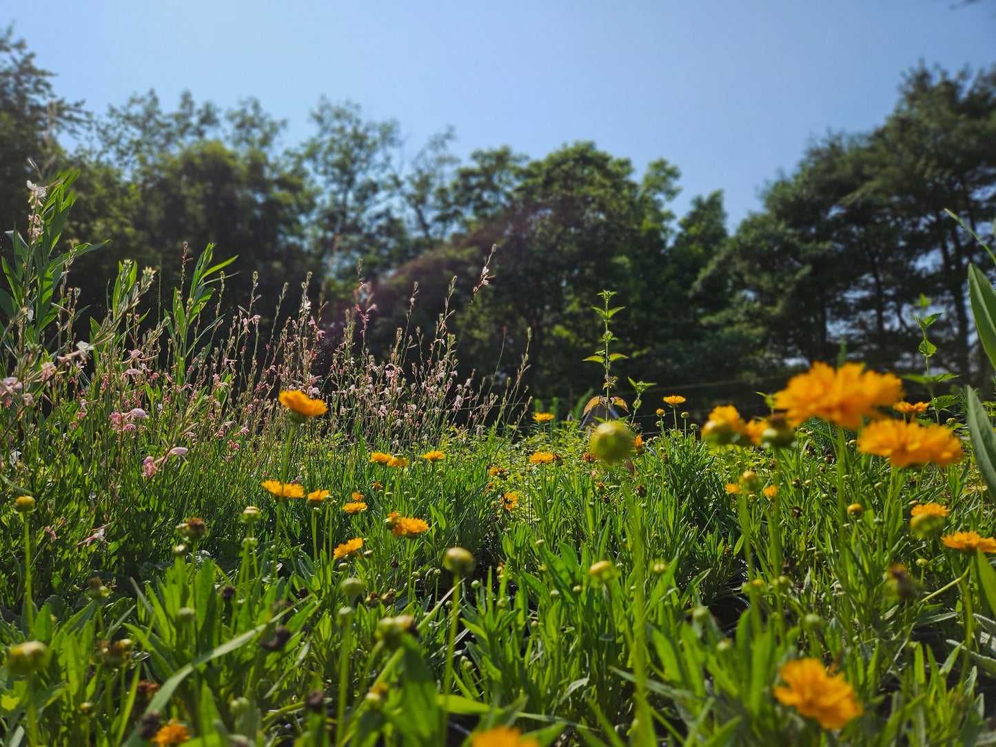 Coreopsis grandiflora 'Early Sunrise' (tickseed) – The Old Dairy ...
