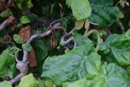 Corylus avellana 'Contorta' | contorted filbert – The Old Dairy Nursery ...