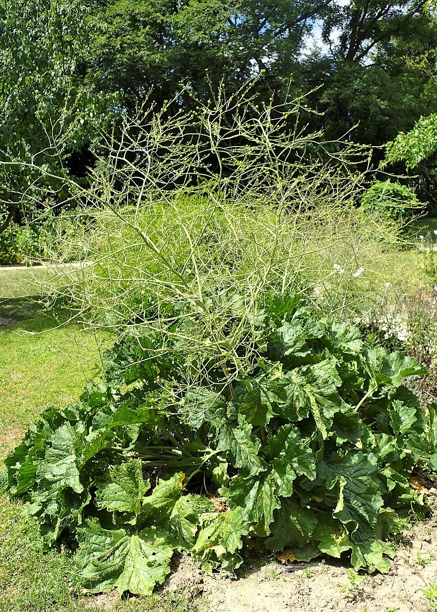 Crambe cordifolia – The Old Dairy Nursery & Gardens