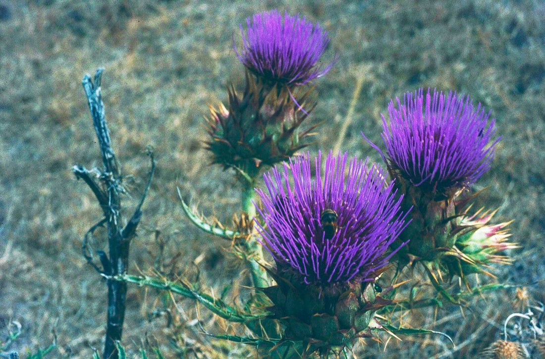 Cynara cardunculus ssp. flavescens | cardoon – The Old Dairy Nursery ...