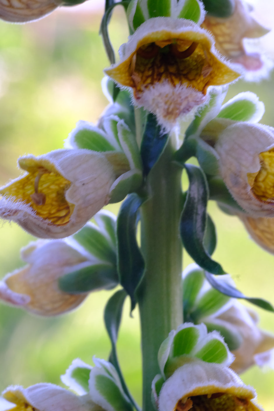 Digitalis obscura | sunset foxglove – The Old Dairy Nursery & Gardens