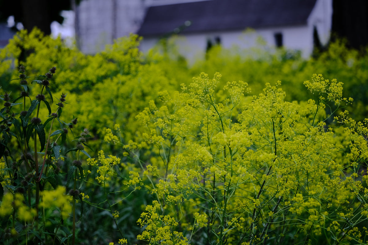 Isatis tinctoria | dyer's woad – The Old Dairy Nursery & Gardens