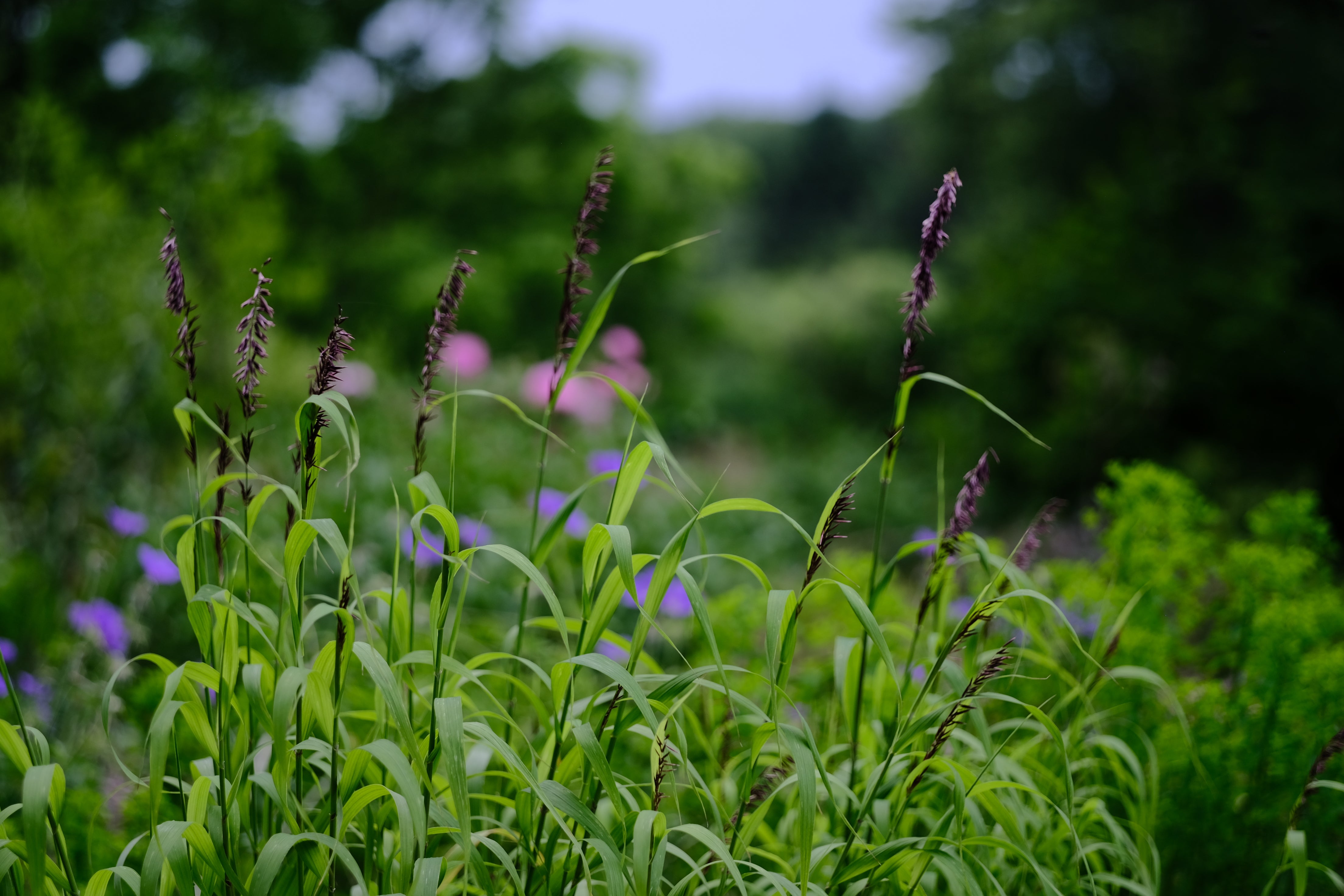 Melica altissima var. atropurpurea | Siberian melic – The Old Dairy ...