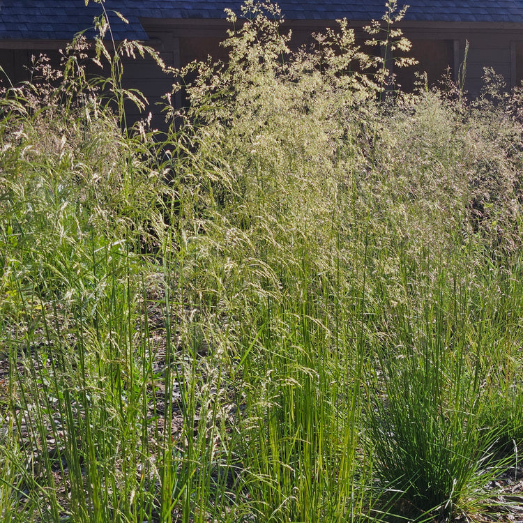 Deschampsia cespitosa | tufted hair grass – The Old Dairy Nursery & Gardens