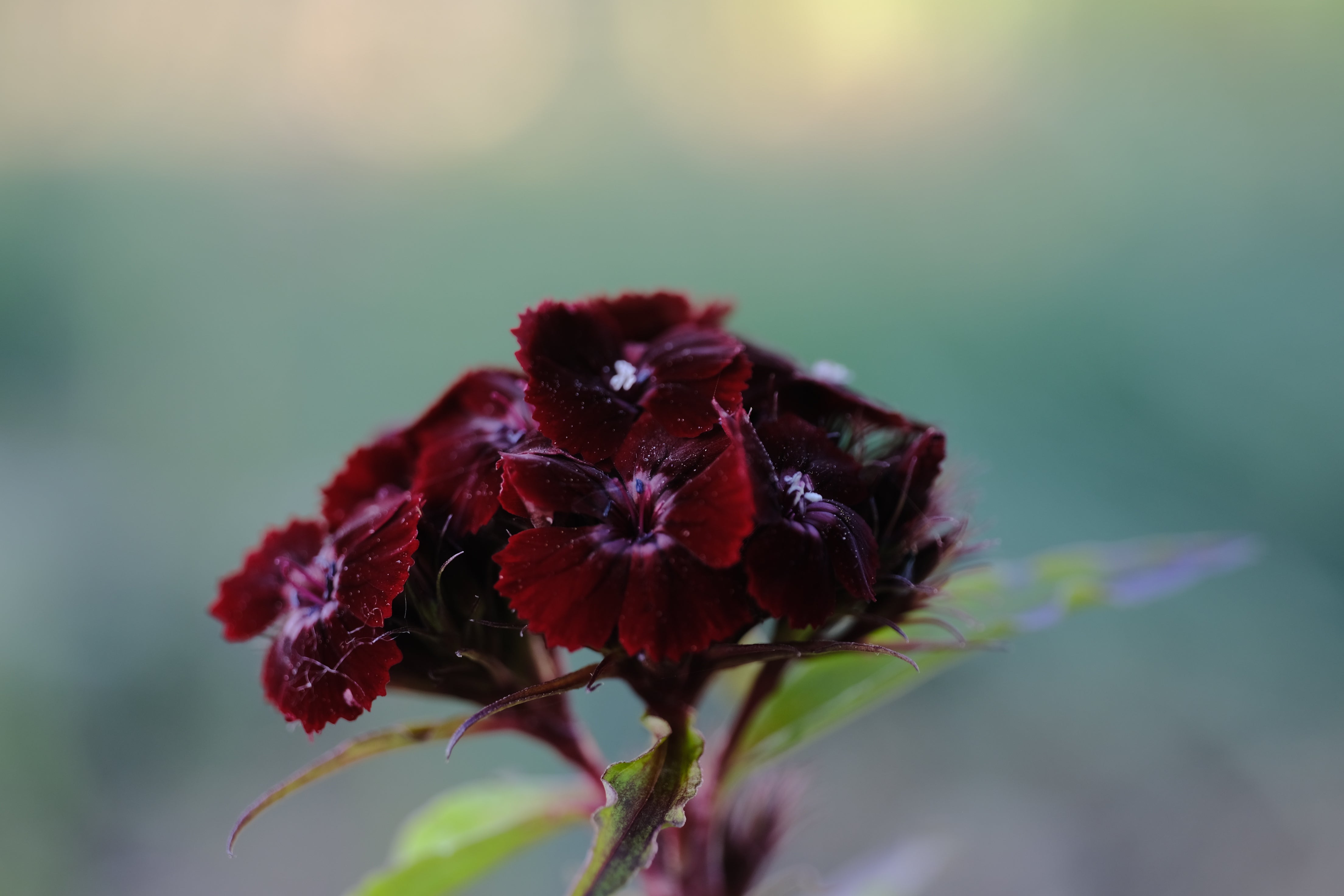 Dianthus barbatus 'Nigrescens' | sooty sweet william – The Old Dairy ...