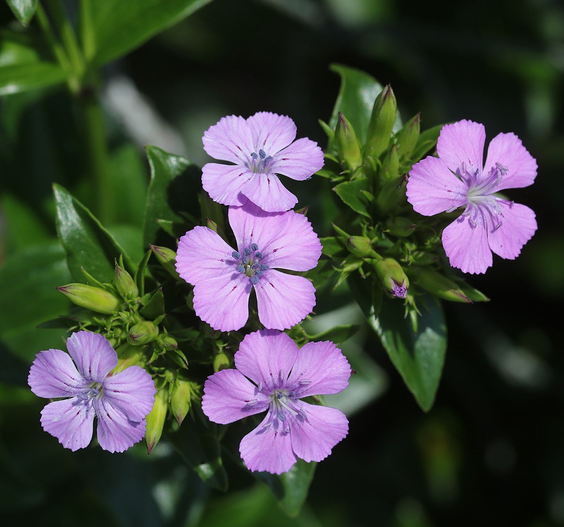 Dianthus japonicus (seashore pink) – The Old Dairy Nursery & Gardens