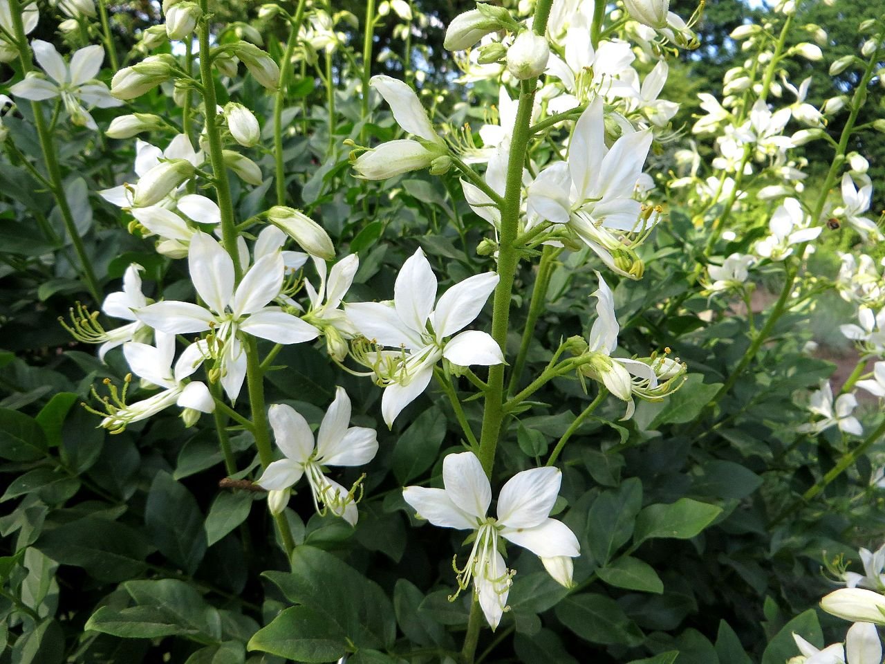 Dictamnus albus var. albiflorus (gas plant) – The Old Dairy Nursery ...