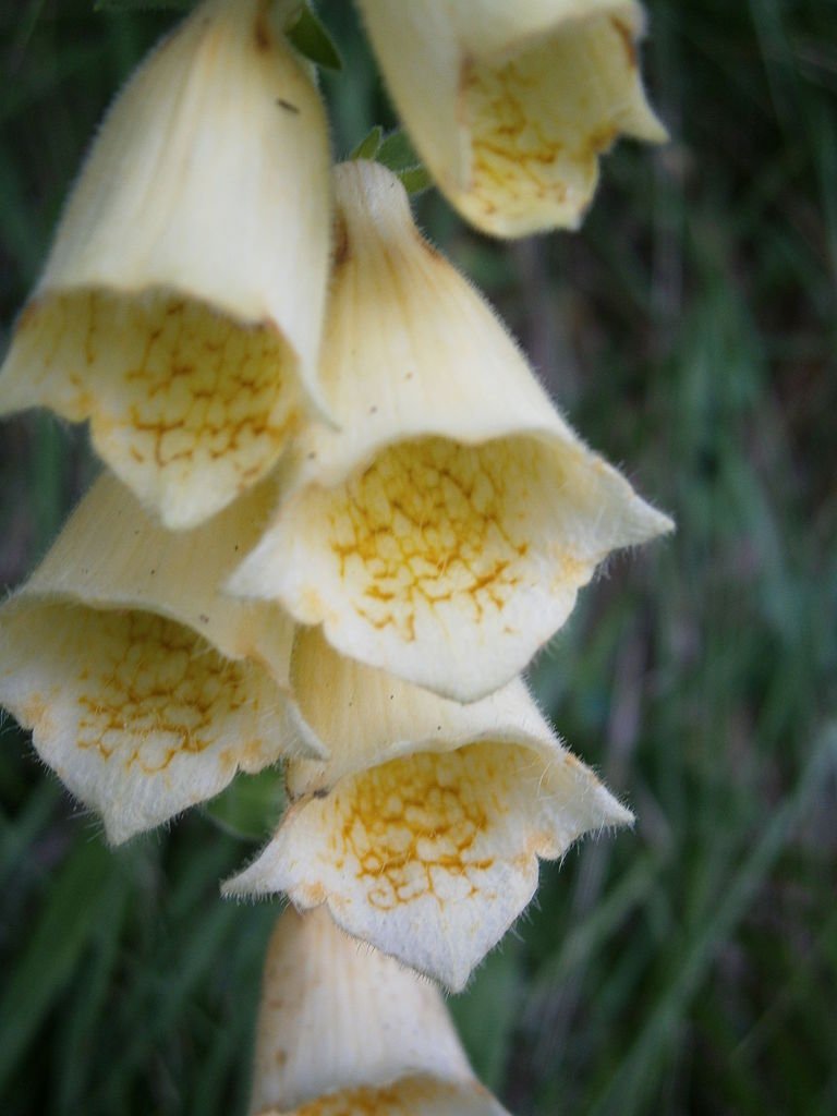 Digitalis grandiflora (yellow foxglove) – The Old Dairy Nursery & Gardens