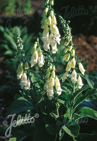 Digitalis purpurea ssp. heywoodii | silver foxglove – The Old Dairy ...