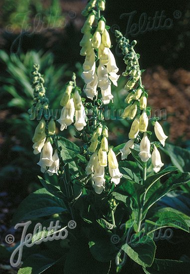 Digitalis obscura | sunset foxglove – The Old Dairy Nursery & Gardens