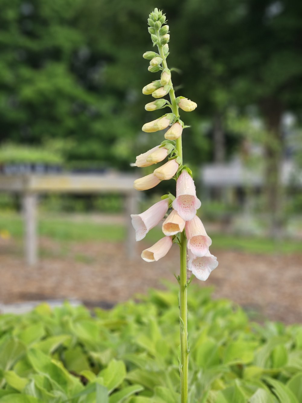 Digitalis purpurea 'Apricot' – The Old Dairy Nursery & Gardens