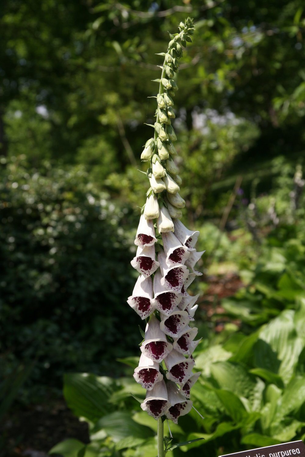 Digitalis purpurea 'Pam's Choice' (foxglove) – The Old Dairy Nursery ...