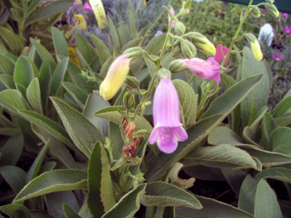 Digitalis thapsi 'Spanish Peaks' | foxglove – The Old Dairy Nursery ...