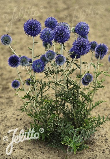 The Winter Interest Garden – The Old Dairy Nursery & Gardens