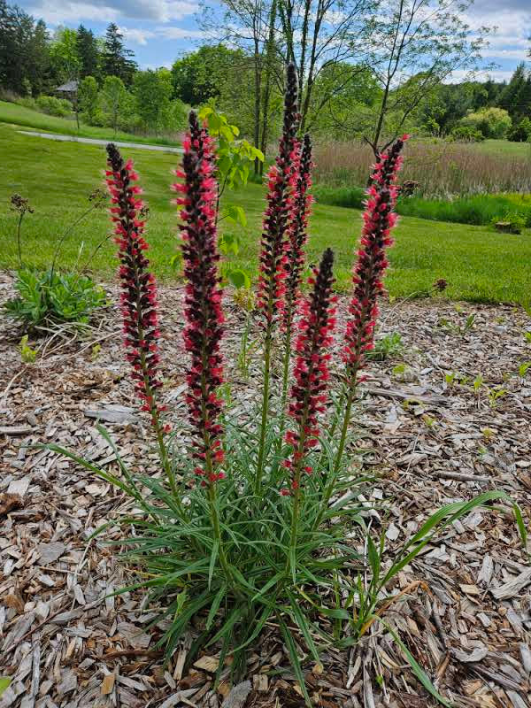 Echium russicum | viper's bugloss – The Old Dairy Nursery & Gardens
