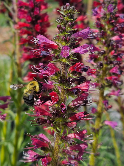 Echium russicum | viper's bugloss – The Old Dairy Nursery & Gardens