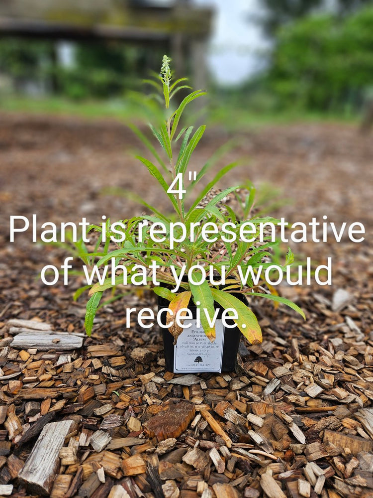 Epilobium angustifolium 'Album' | rosebay willhowherb – The Old Dairy Nursery & Gardens