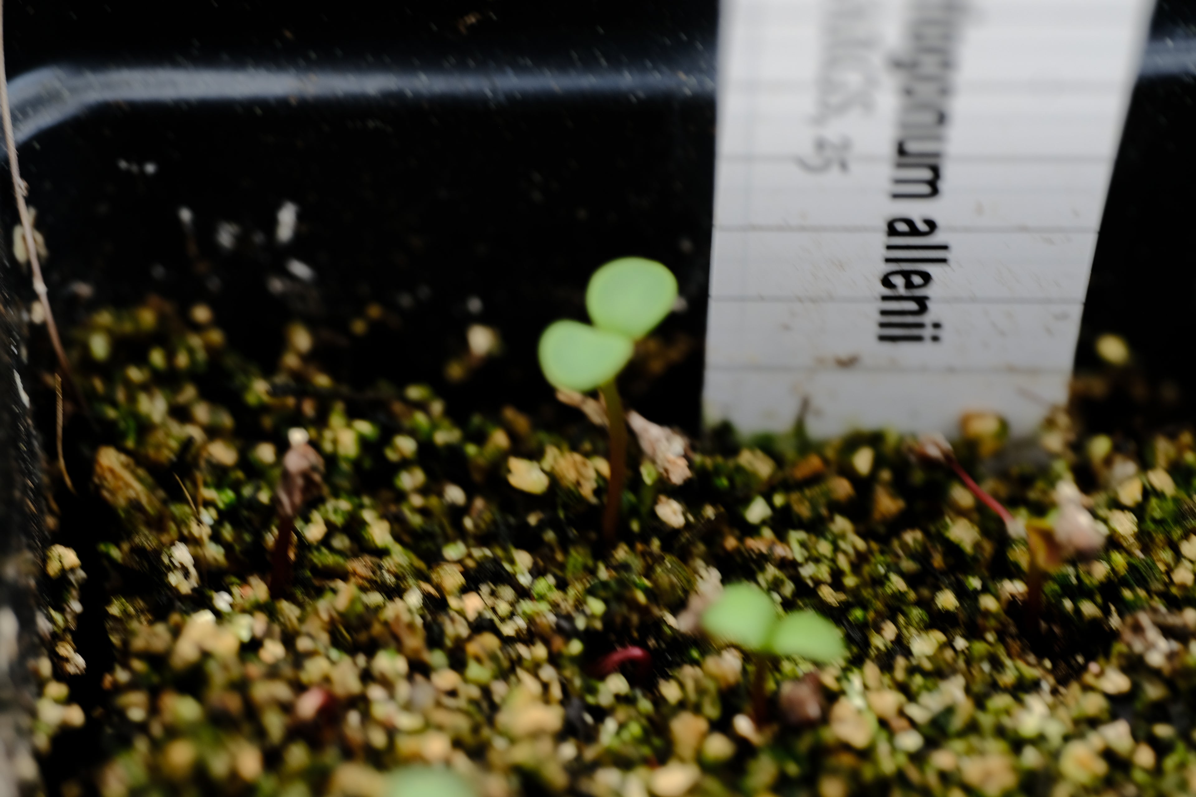 Eriogonum allenii | shale barren buckwheat – The Old Dairy Nursery ...
