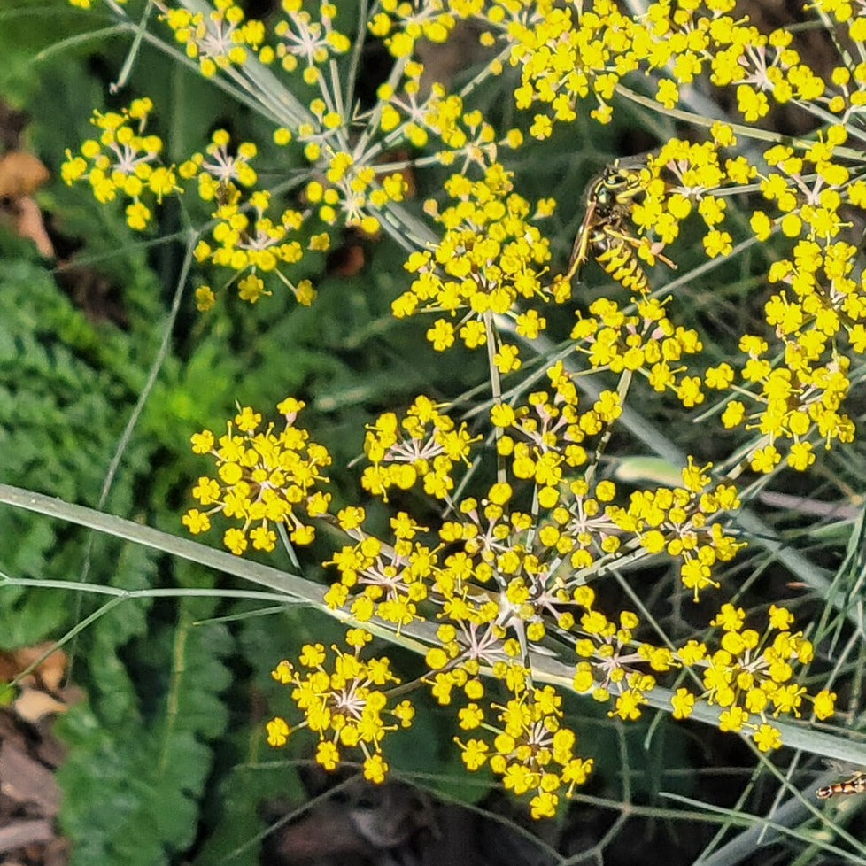 Foeniculum vulgare 'Purpureum' – The Old Dairy Nursery & Gardens