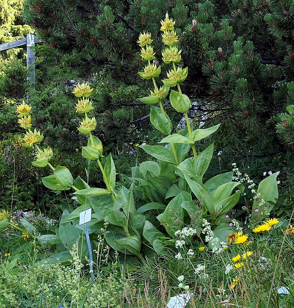 Gentiana lutea (yellow gentian) – The Old Dairy Nursery & Gardens