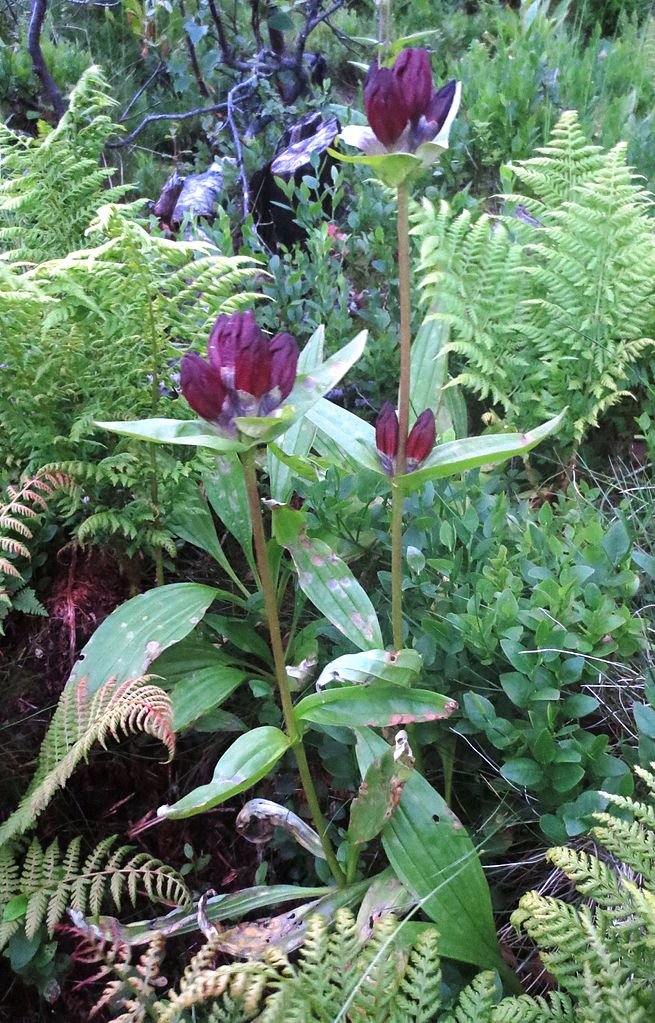 Gentiana purpurea (purple gentian) – The Old Dairy Nursery & Gardens