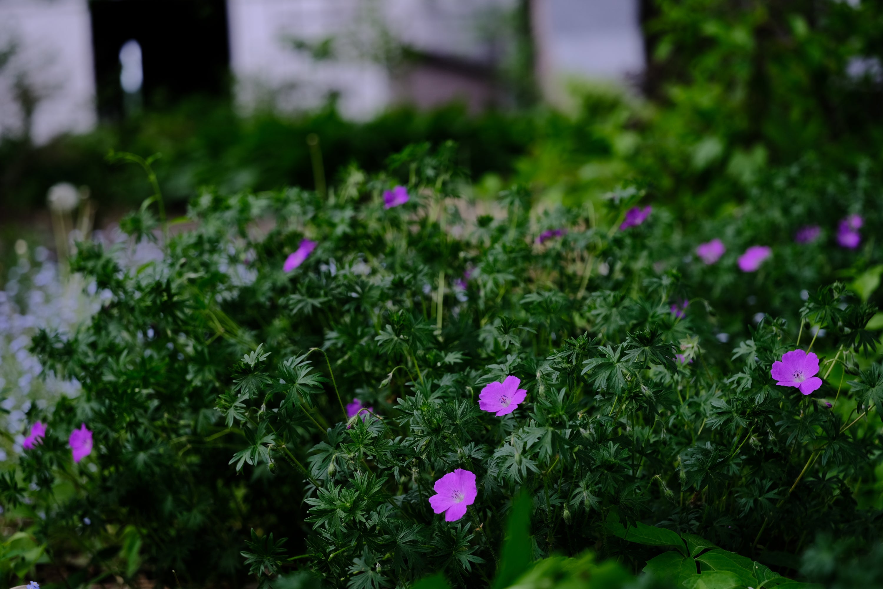 Geranium sanguineum | bloody cranesbill – The Old Dairy Nursery & Gardens