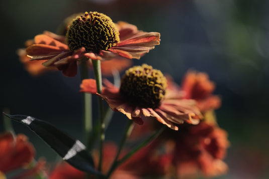 Helenium autumnale 'Helena Red Shades' | sneezeweed – The Old Dairy ...
