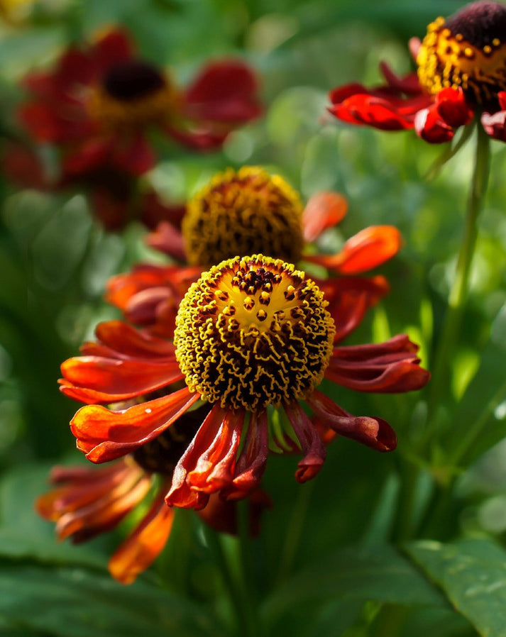 Helenium autumnale 'Helena Red Shades' – The Old Dairy Nursery & Gardens