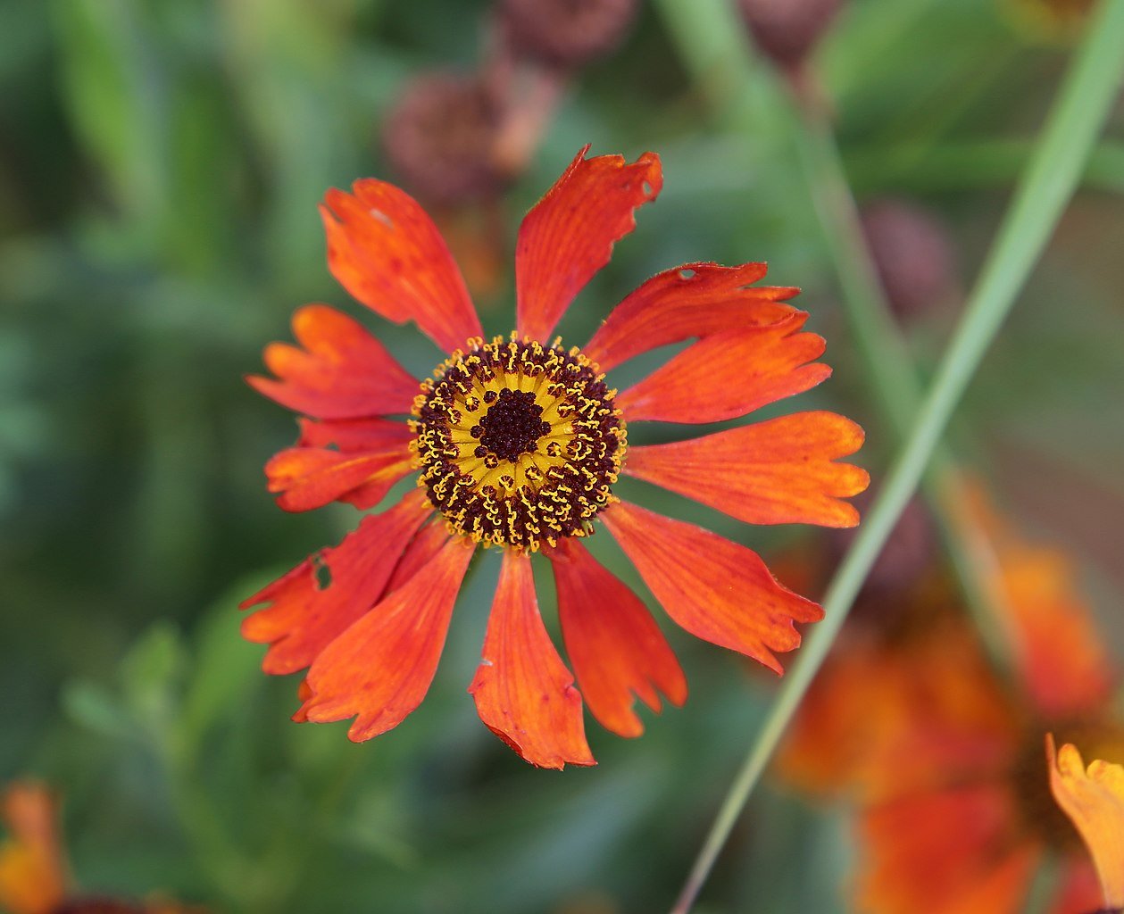 Helenium autumnale 'Helena Red Shades' – The Old Dairy Nursery & Gardens