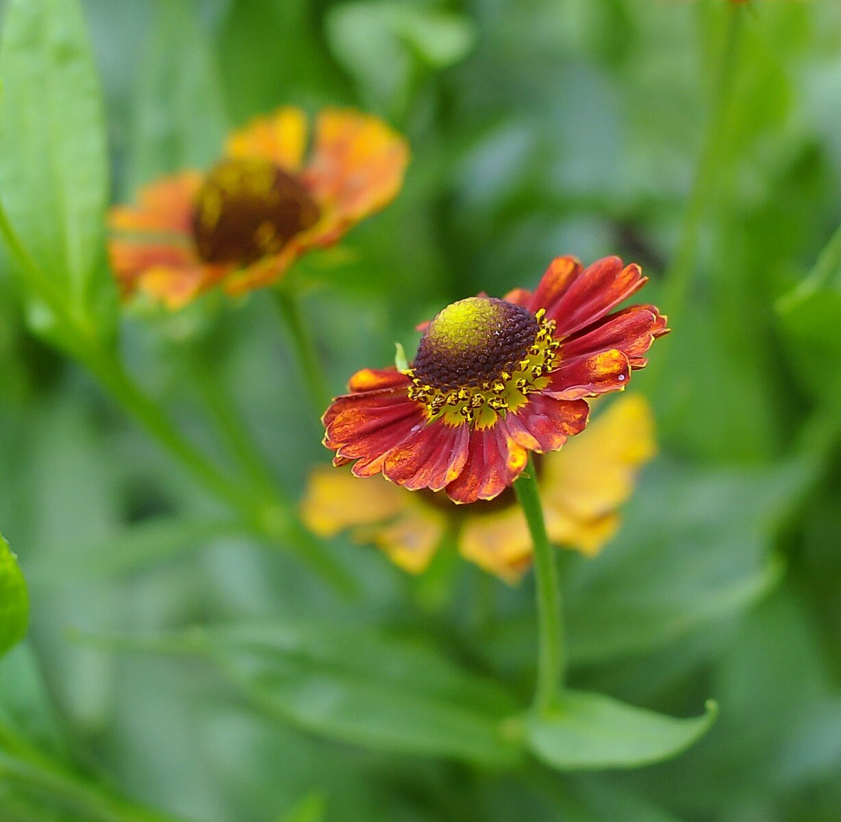 Helenium autumnale 'Helena Red Shades' – The Old Dairy Nursery & Gardens