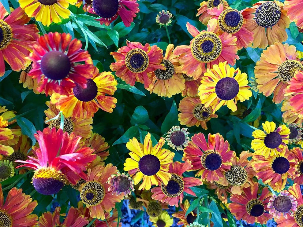 Helenium autumnale 'Helena Red Shades' – The Old Dairy Nursery & Gardens