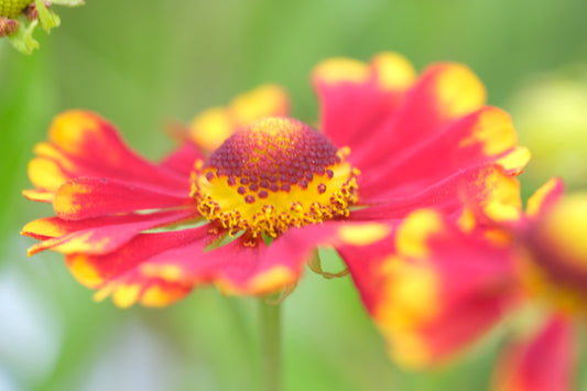 Helenium autumnale 'Helena Red Shades' (sneezeweed) – The Old Dairy ...