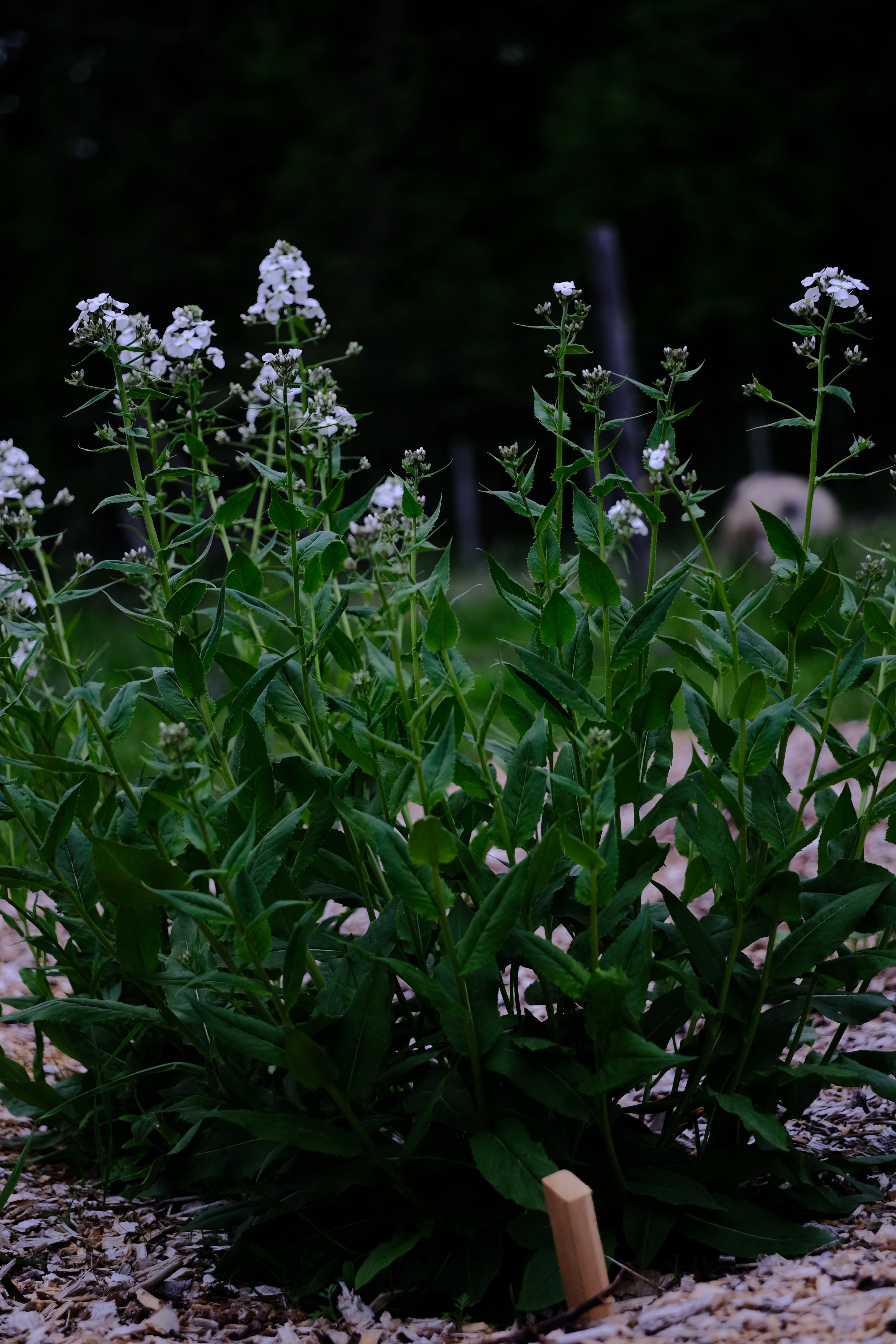 Hesperis matronalis var. albiflora | dame's rocket – The Old Dairy ...