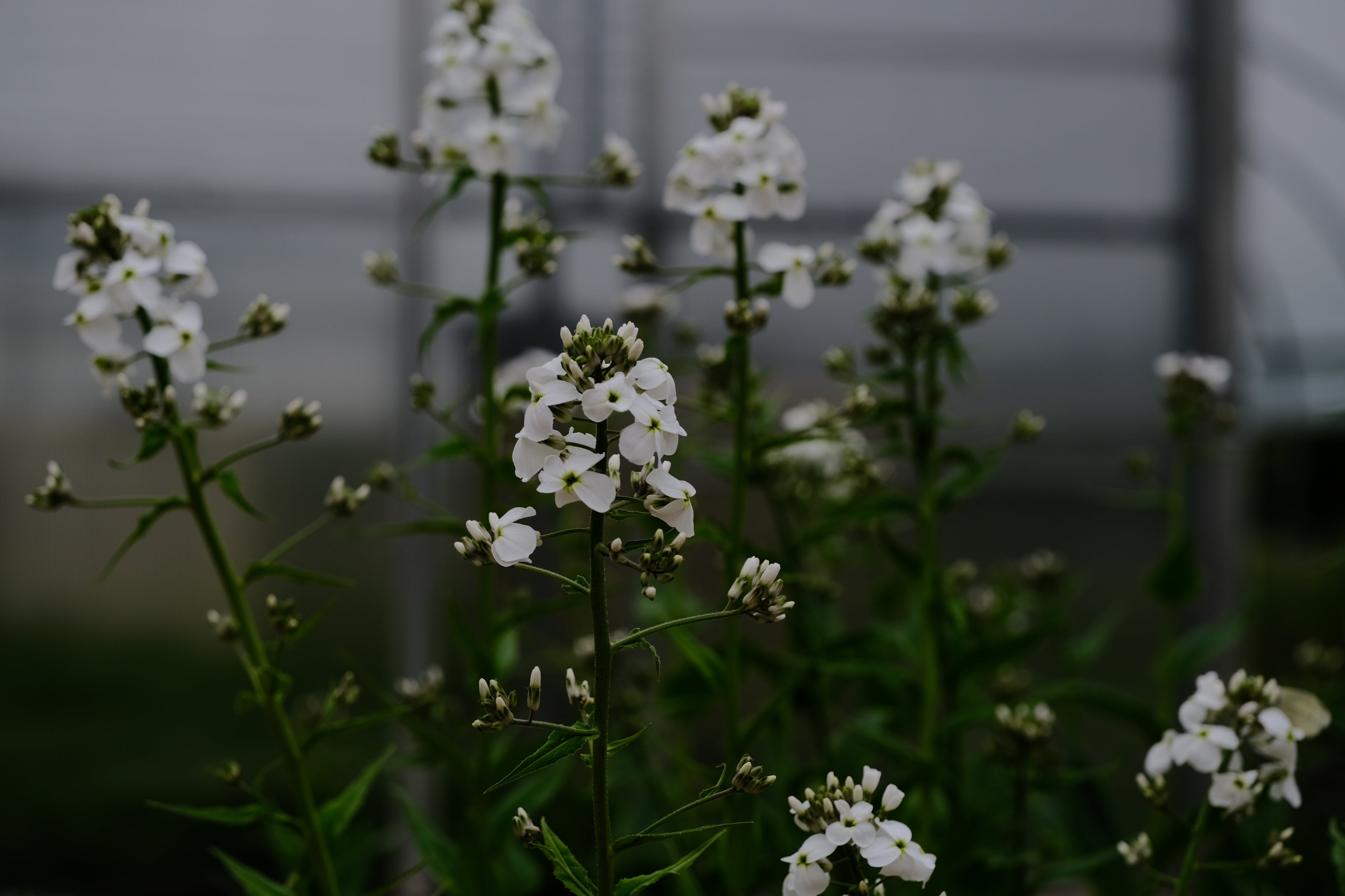 Hesperis matronalis var. albiflora | dame's rocket – The Old Dairy ...
