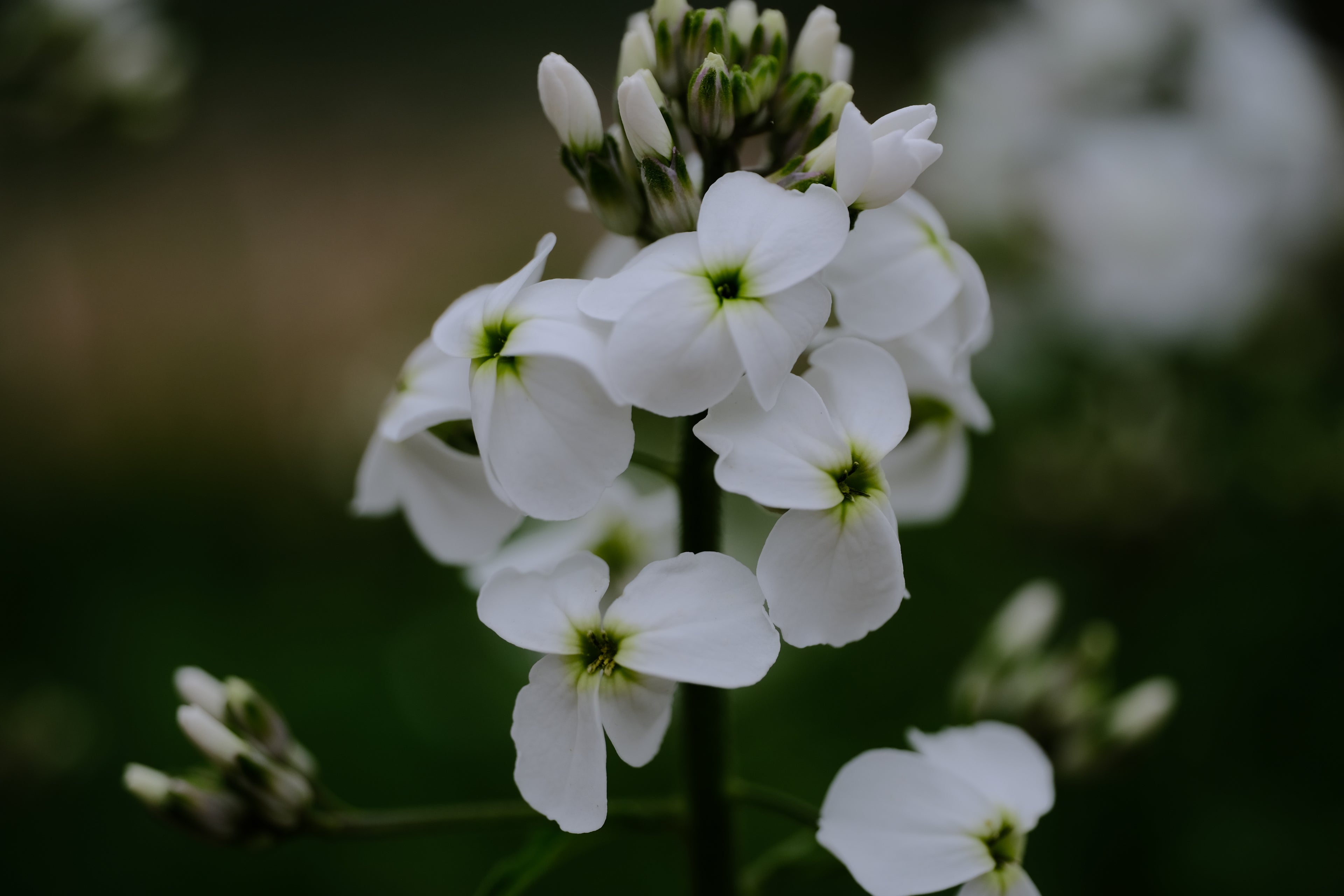 Hesperis matronalis var. albiflora | dame's rocket – The Old Dairy ...