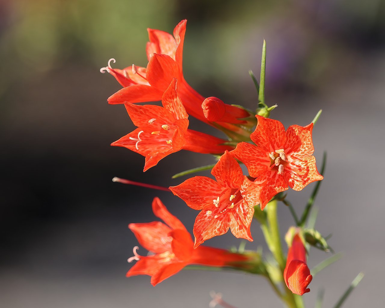 Ipomopsis rubra – The Old Dairy Nursery & Gardens