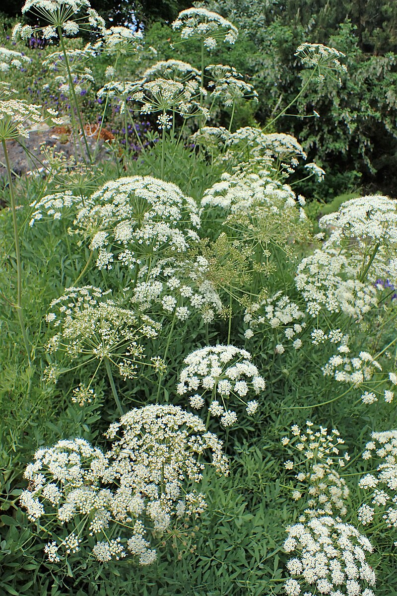 Laserpitium gallicum | French laserwort – The Old Dairy Nursery & Gardens