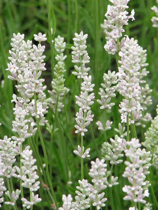 Lavandula angustifolia 'Rosea' | English lavender – The Old Dairy ...