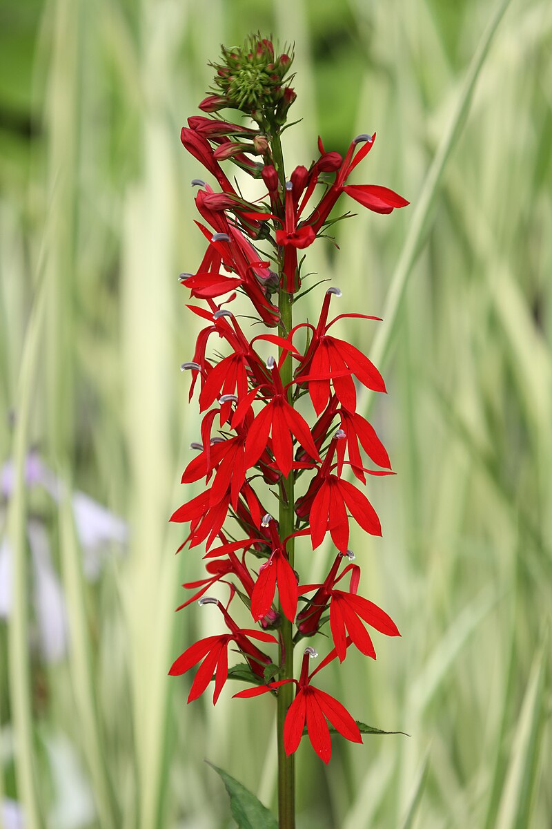 Lobelia cardinalis | cardinal flower – The Old Dairy Nursery & Gardens
