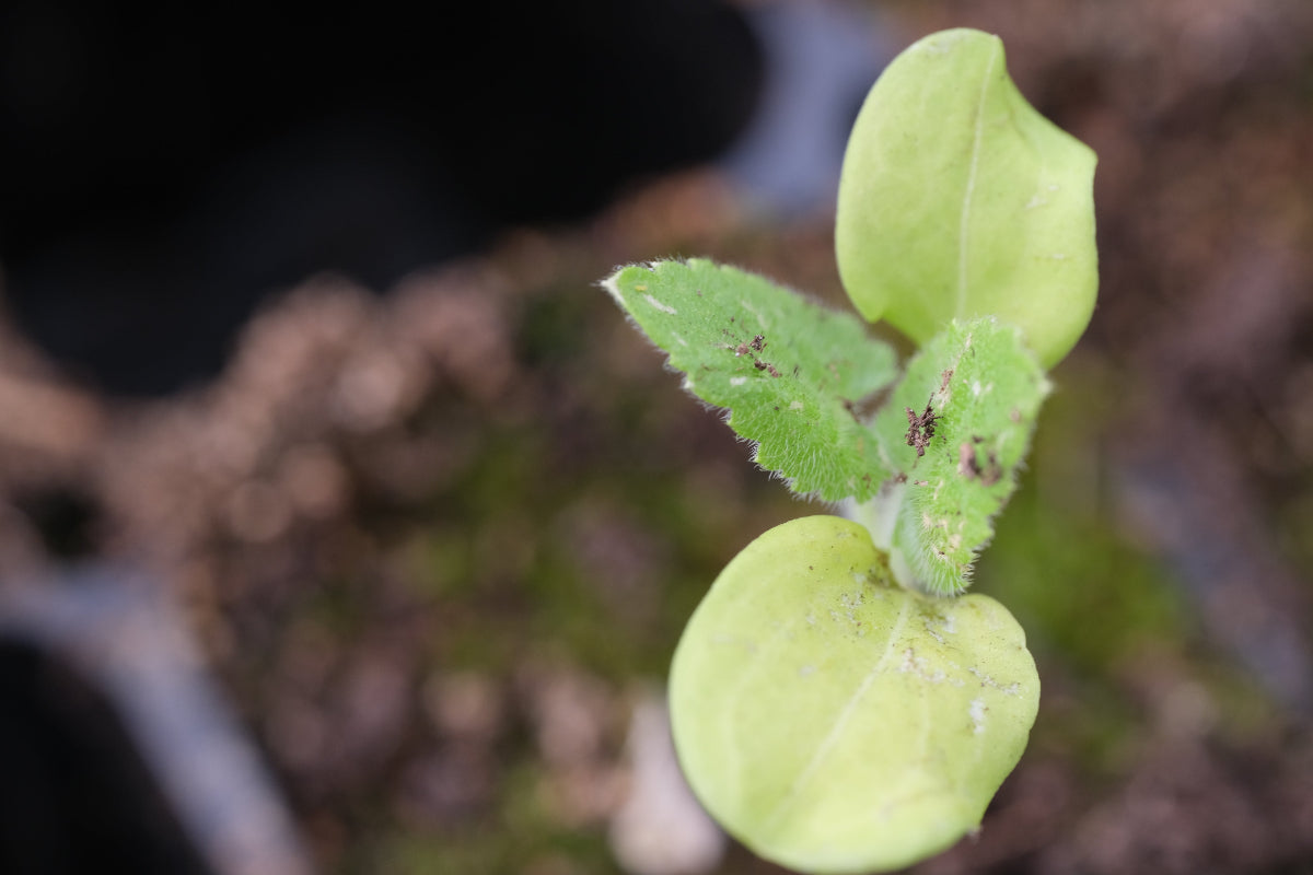 Lunaria annua 'Corfu Blue' | honesty – The Old Dairy Nursery & Gardens
