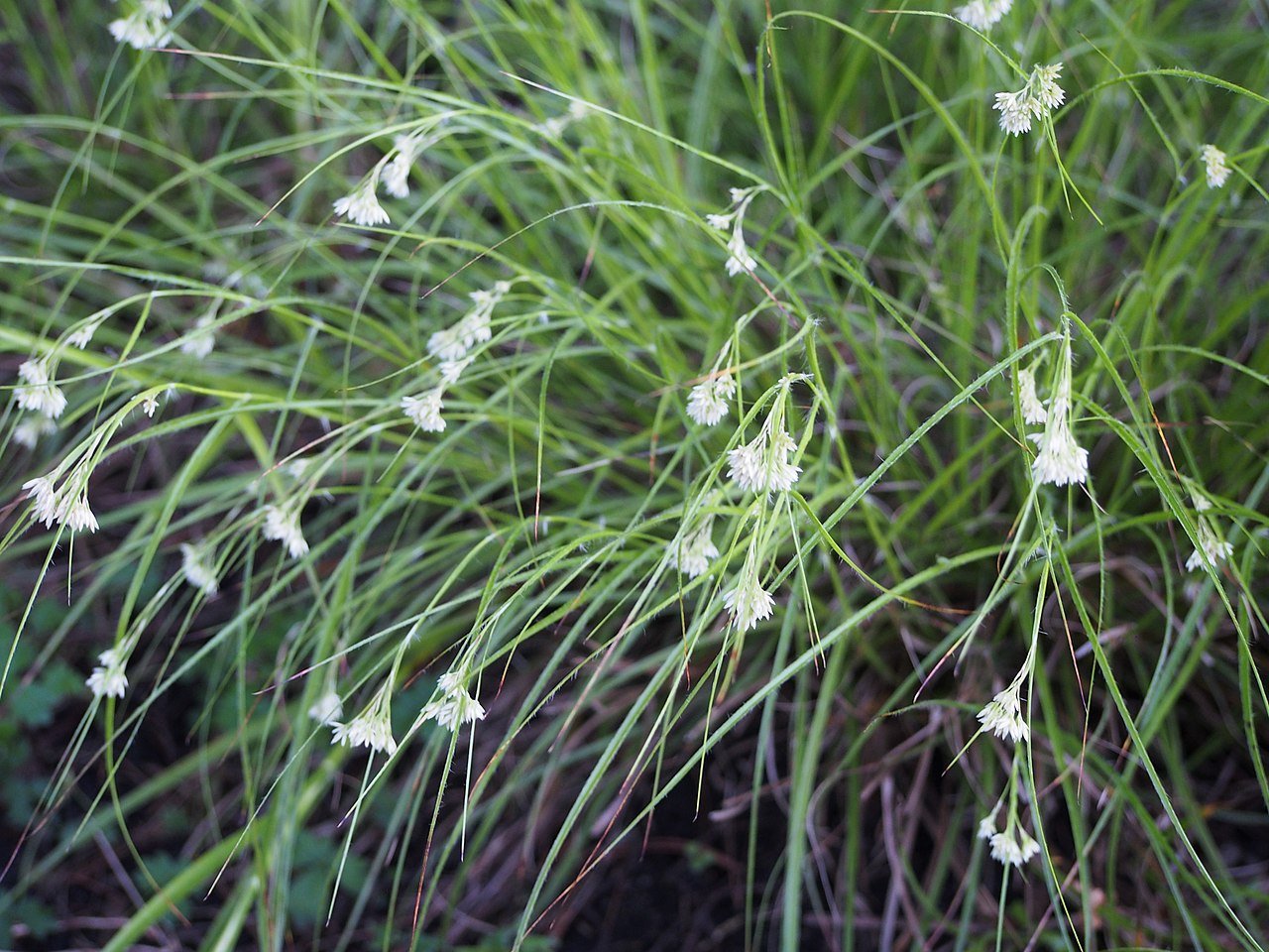 Luzula nivea – The Old Dairy Nursery & Gardens