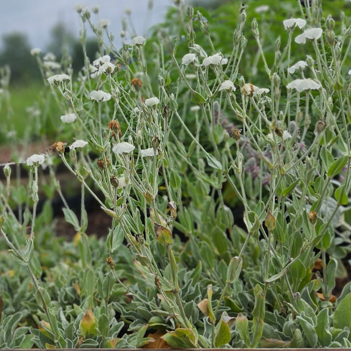 Lychnis coronaria 'Alba' (white rose campion) – The Old Dairy Nursery ...