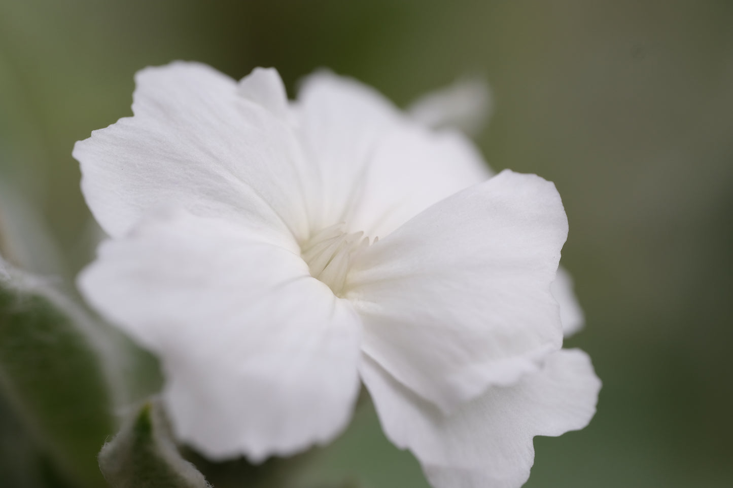 Lychnis coronaria 'Alba' (white rose campion) – The Old Dairy Nursery ...