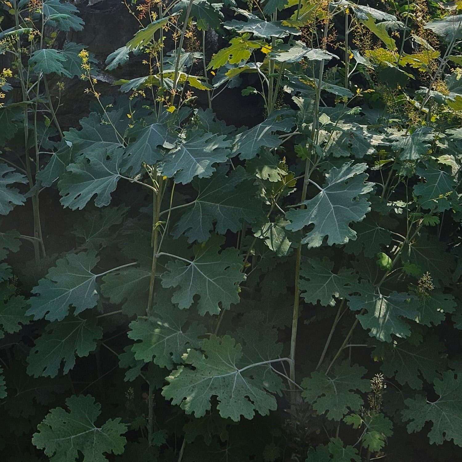 Macleaya cordata (plume poppy) – The Old Dairy Nursery & Gardens