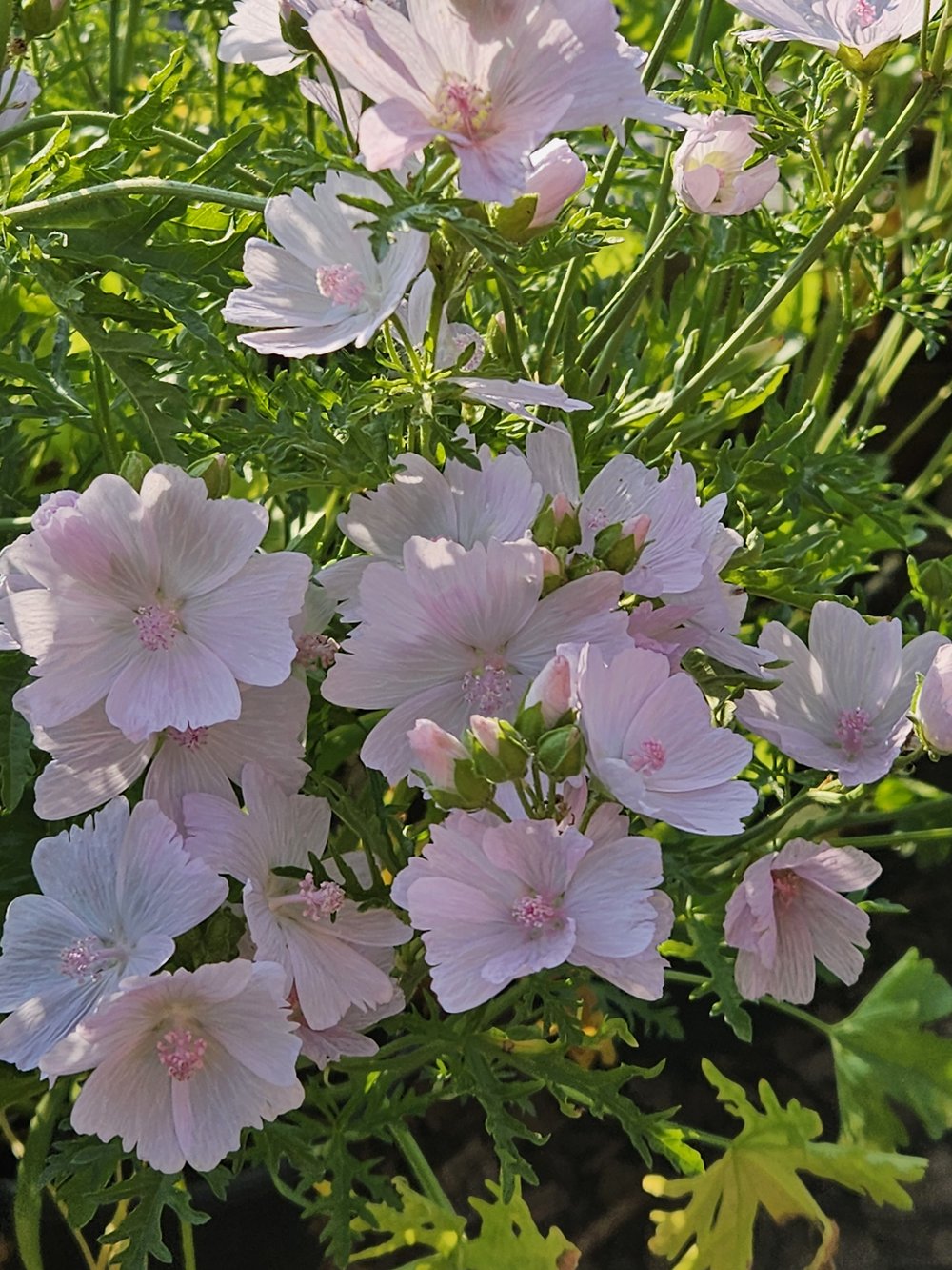 Malva moschata 'Apple Blossom' (musk mallow) – The Old Dairy Nursery ...