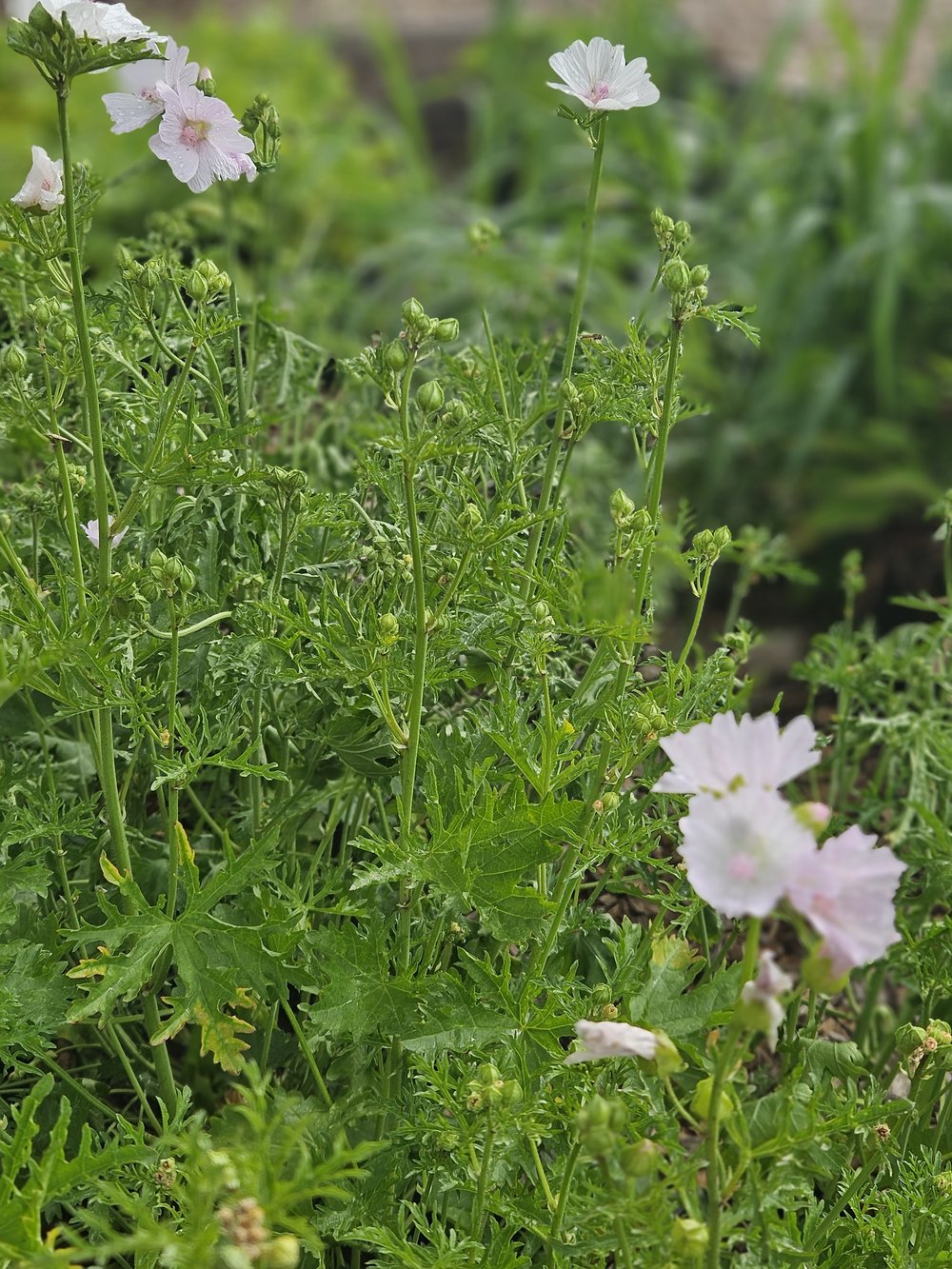 Malva moschata 'Apple Blossom' (musk mallow) – The Old Dairy Nursery ...