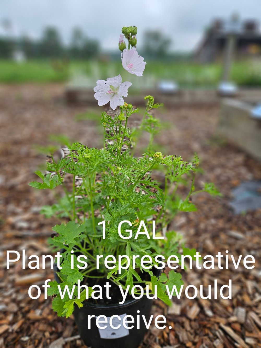 Malva moschata 'Apple Blossom' (musk mallow) – The Old Dairy Nursery ...